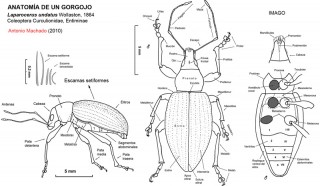 ILLUSTRATION Gallery | Dr. Antonio Machado Carrillo