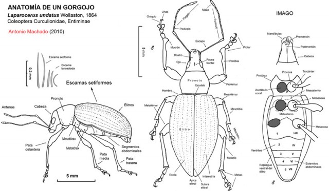 ILLUSTRATION Gallery | Dr. Antonio Machado Carrillo