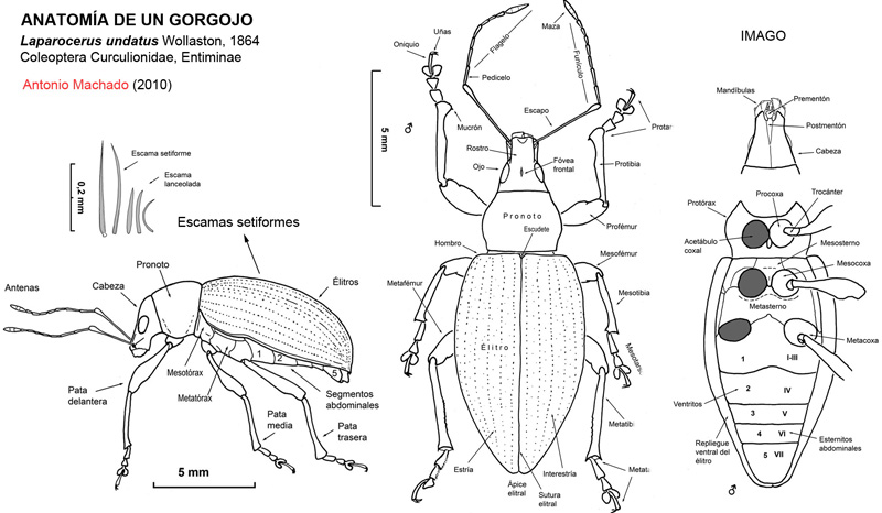ILLUSTRATION Gallery | Dr. Antonio Machado Carrillo