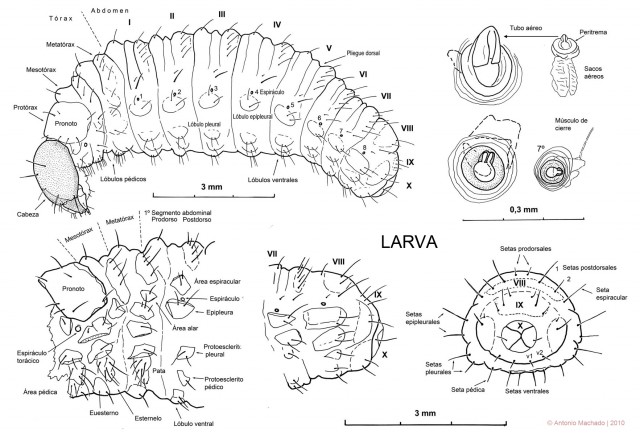 Anatomy of a Weevil (laparocerus) | www.antoniomachado.net