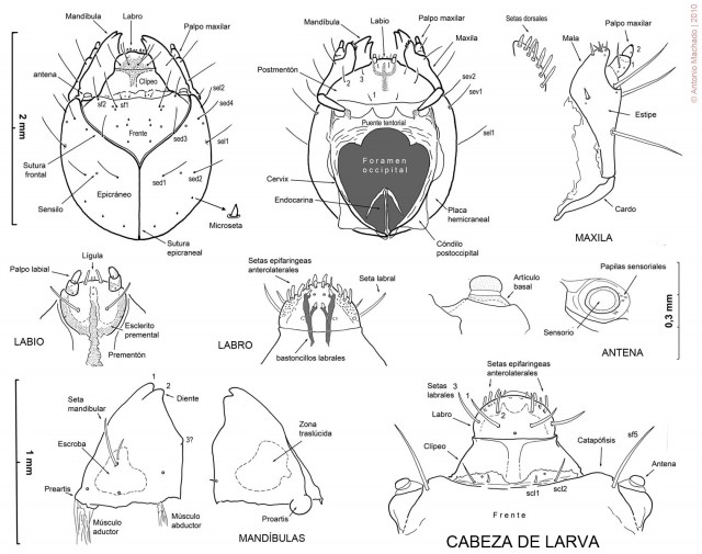 Anatomy of a Weevil (laparocerus) | www.antoniomachado.net