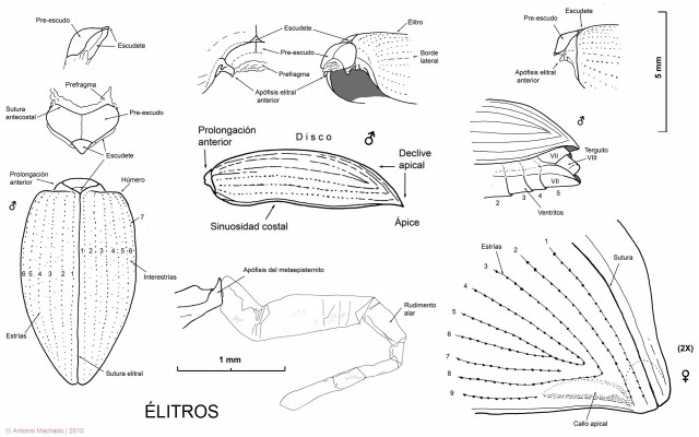 Anatomy of a Weevil (laparocerus) | www.antoniomachado.net