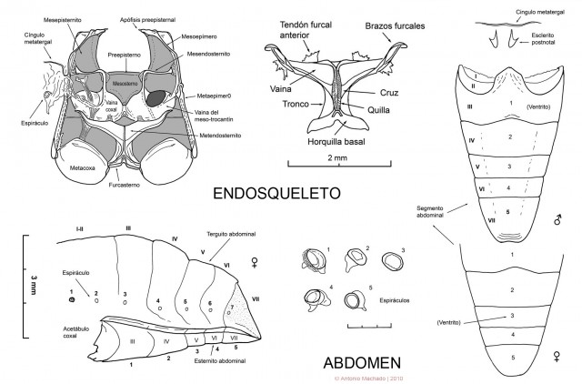Anatomy of a Weevil (laparocerus) | www.antoniomachado.net