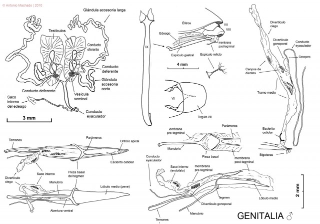 Anatomy of a Weevil (laparocerus) | www.antoniomachado.net