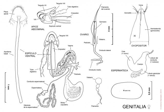 Anatomy of a Weevil (laparocerus) | www.antoniomachado.net
